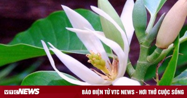 Có nên trồng hoa ngọc lan trước nhà?