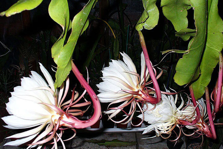 Có nên trồng hoa quỳnh trong nhà?