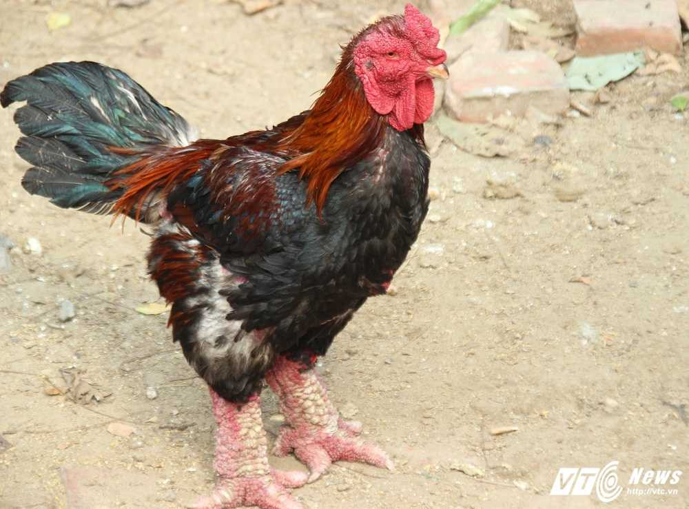 Gà Đông Tảo chân 'khủng' chết hàng loạt: Cơ quan chức năng chính thức ...
