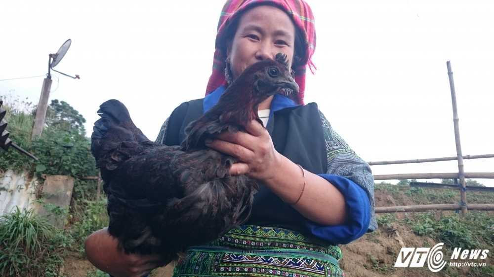 Đại gia lên núi săn gà lưỡi đen hàng chục triệu đồng 'giải hạn' dịp Tết