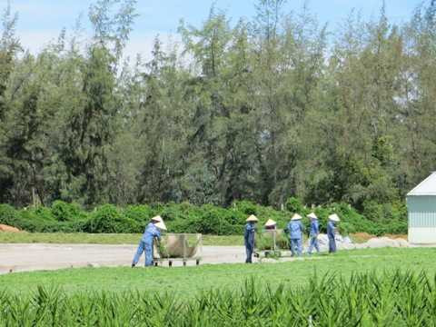 Rau đắng đất – vị thuốc quý từ thiên nhiên