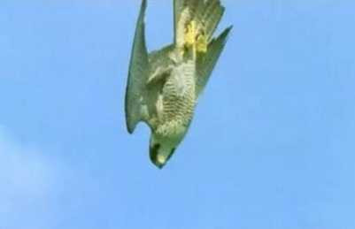 Video: Cuộc đua nghẹt thở giữa bồ câu và chim cắt Peregrine