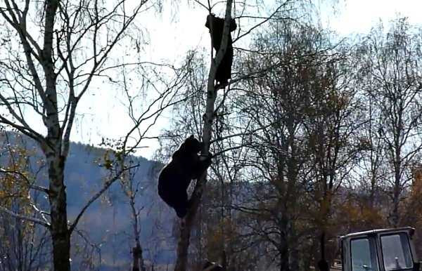 Bi hài clip gấu lùa người trèo lên tít ngọn cây