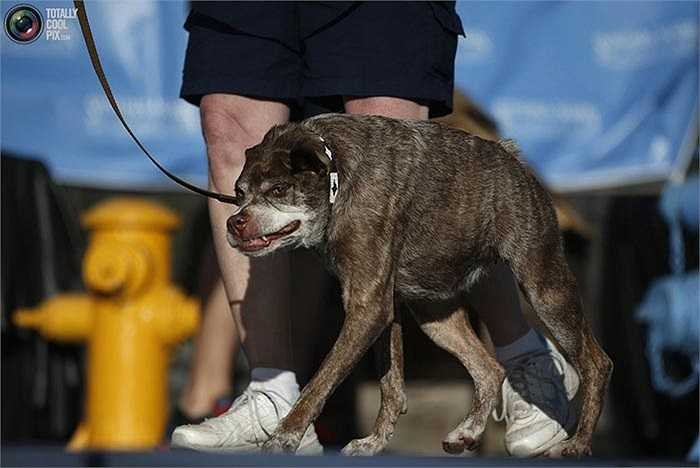 Những chú chó xấu xí như... quái vật