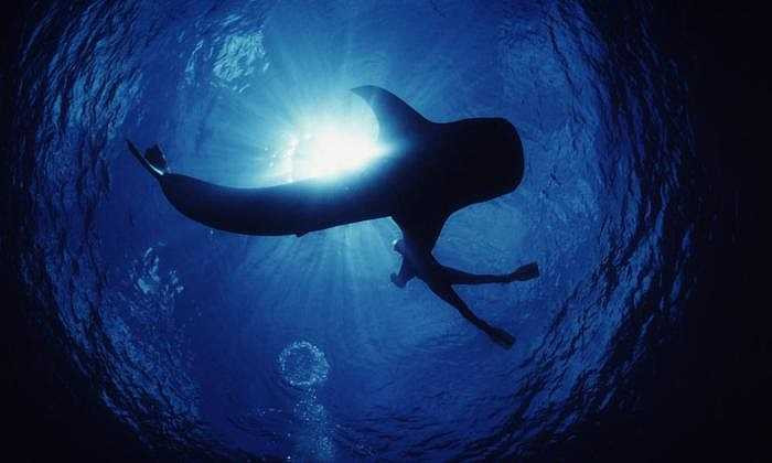 Những thứ làm chết người đáng sợ hơn cả cá mập cắn