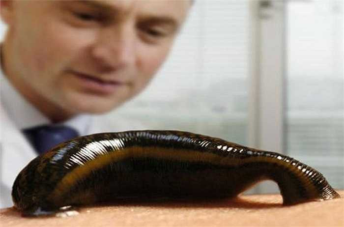 Những khám phá rùng mình về loài đỉa