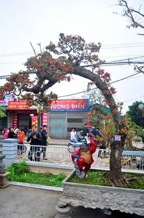 Ngỡ ngàng cây cảnh quái thế đắt tiền ở Việt Nam