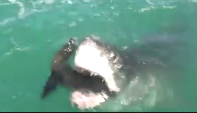 Cá mập trắng khổng lồ hung dữ đớp ngang người hải cẩu khiến người xem ...