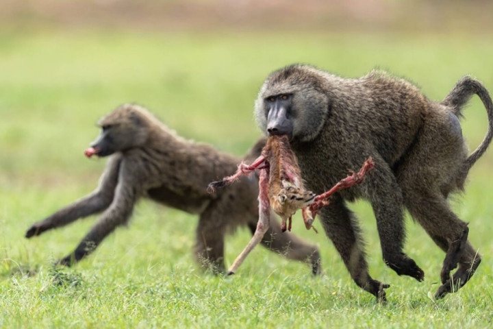 “Looks so scary!” The tragic death of a baby deer when abandoned by its ...