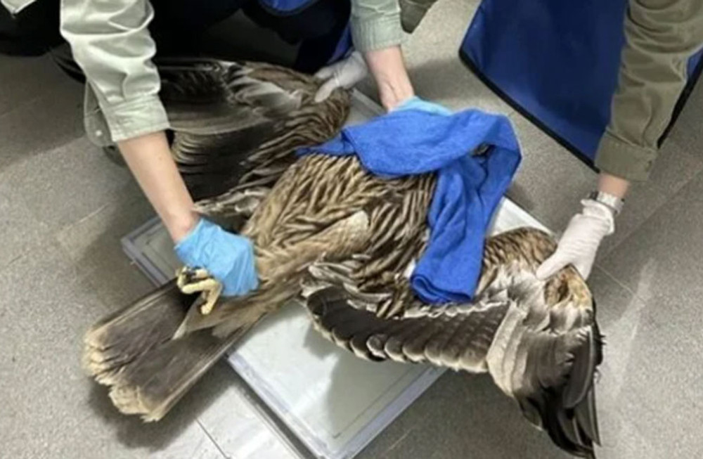 Chuyên gia cứu hộ phát hiện mảnh đạn trong ngực đại bàng quý hiếm