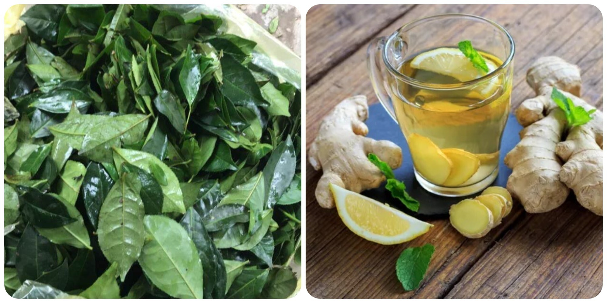 Uống chè xanh với gừng có tốt không?