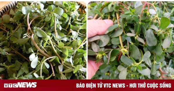 Tác dụng của cây rau sam với sức khỏe