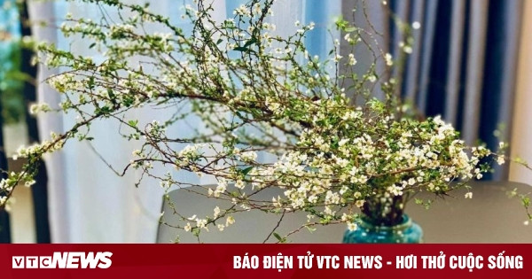 Cách cắm cành tuyết mai nở đều, đẹp và giữ được lâu