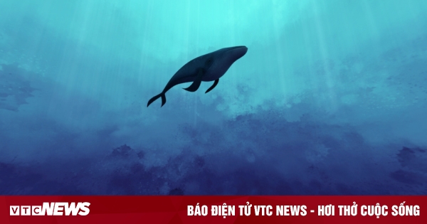 Huyền thoại về 52 Blue: Chú cá voi đơn độc nhất hành tinh