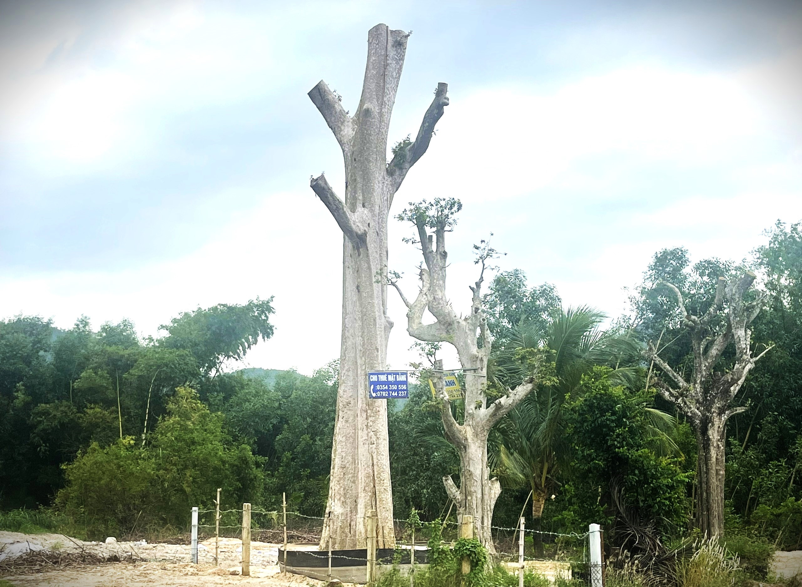 Uẩn khúc gốc bằng lăng rừng 200 triệu tại Bình Định: Công văn 'lạ' từ ...