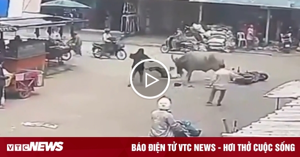 Trâu 'điên' lao ra đường húc văng người đi xe máy