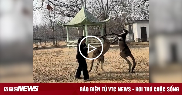 Tranh giành lãnh thổ, hai con kangaroo lao vào ẩu đả