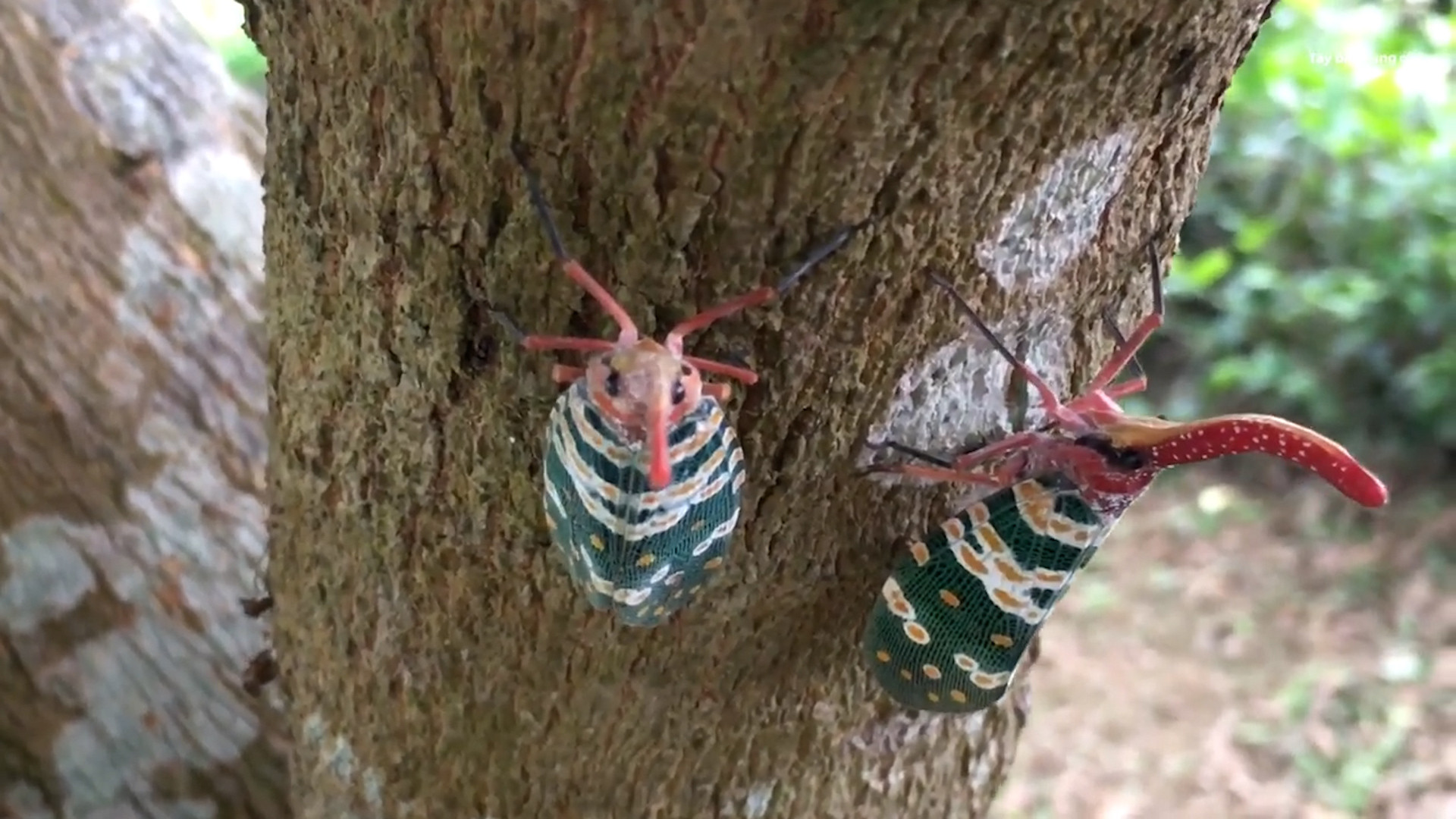 Cận cảnh loài côn trùng được mệnh danh 'voi bay' của Việt Nam