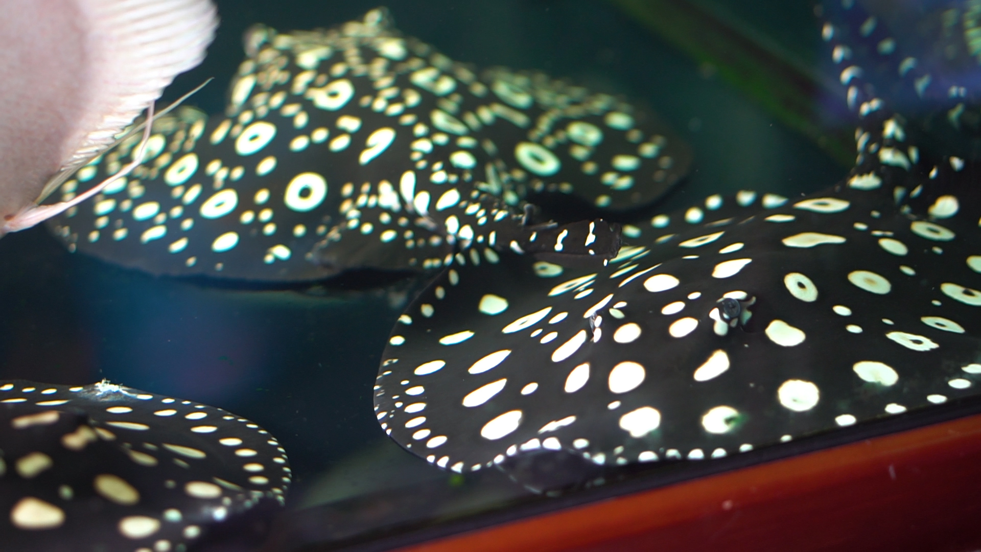 Video: Ngắm đàn cá sam kim cương đen giá ngàn USD ở TP.HCM