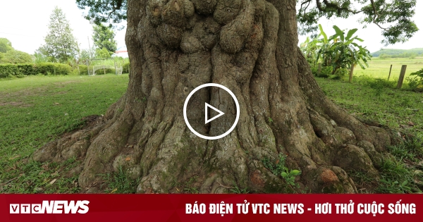 Cây trôi 800 tuổi ở Hà Tĩnh có khả năng dự báo mùa màng