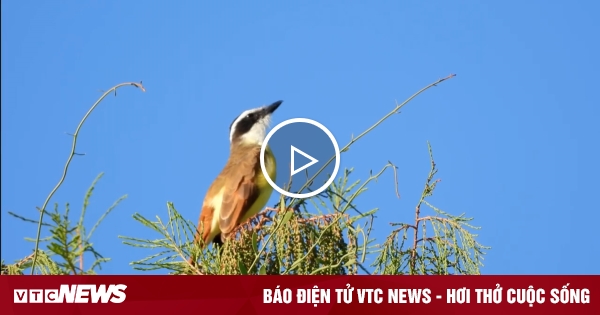 Loài chim tí hon có gì đặc biệt khiến diều hâu e sợ?