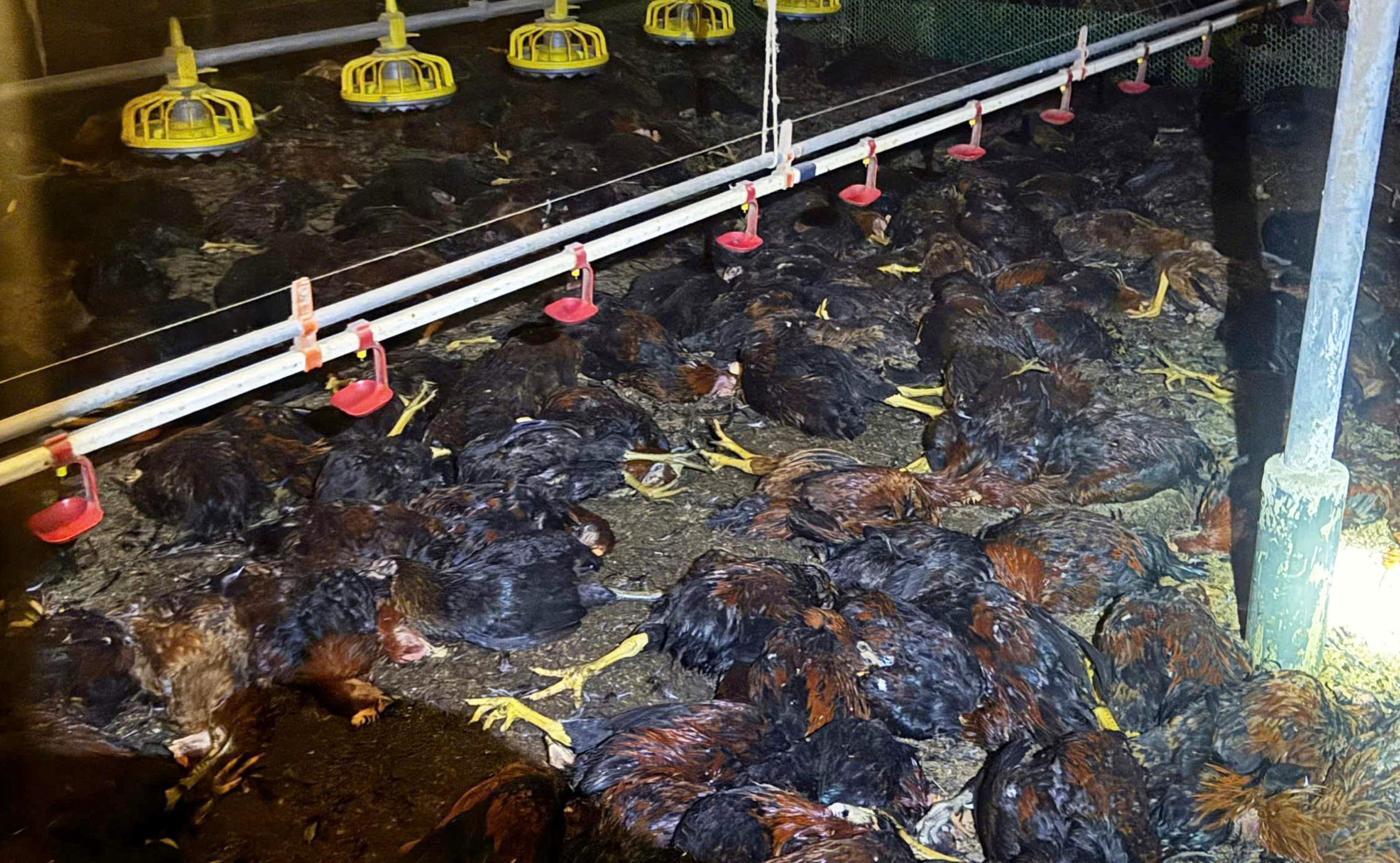 Hơn 8.000 con gà chết ngạt trong đêm, chủ trại gà ở Hà Tĩnh mất gần 1 ...