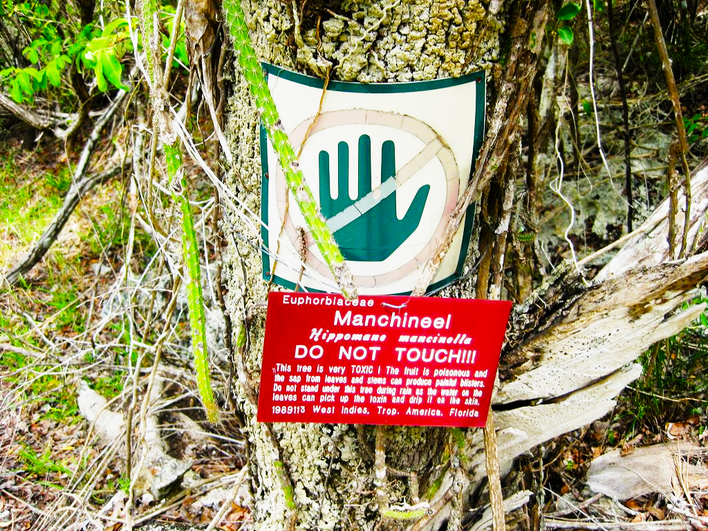 Manchineel - loài cây nguy hiểm nhất thế giới