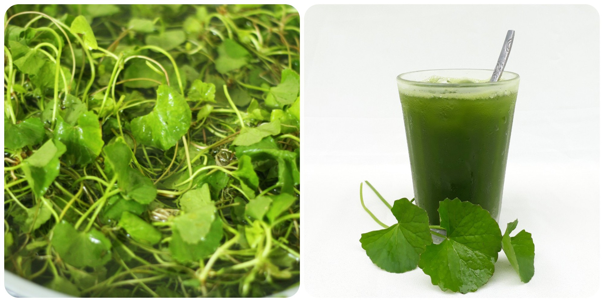 Khám phá rau má có tác hại gì và những lời khuyên cho sức khỏe