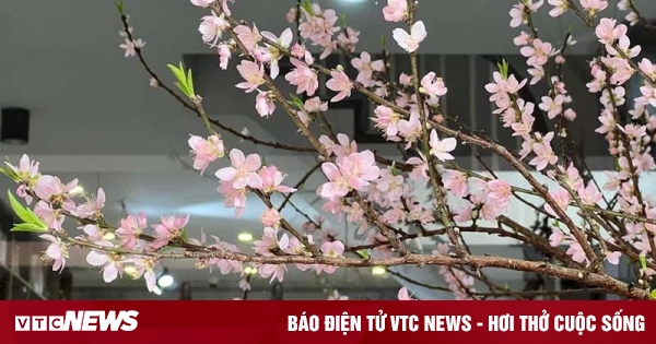 Đào rừng ồ ạt xuống phố sớm, giá rẻ chưa từng có