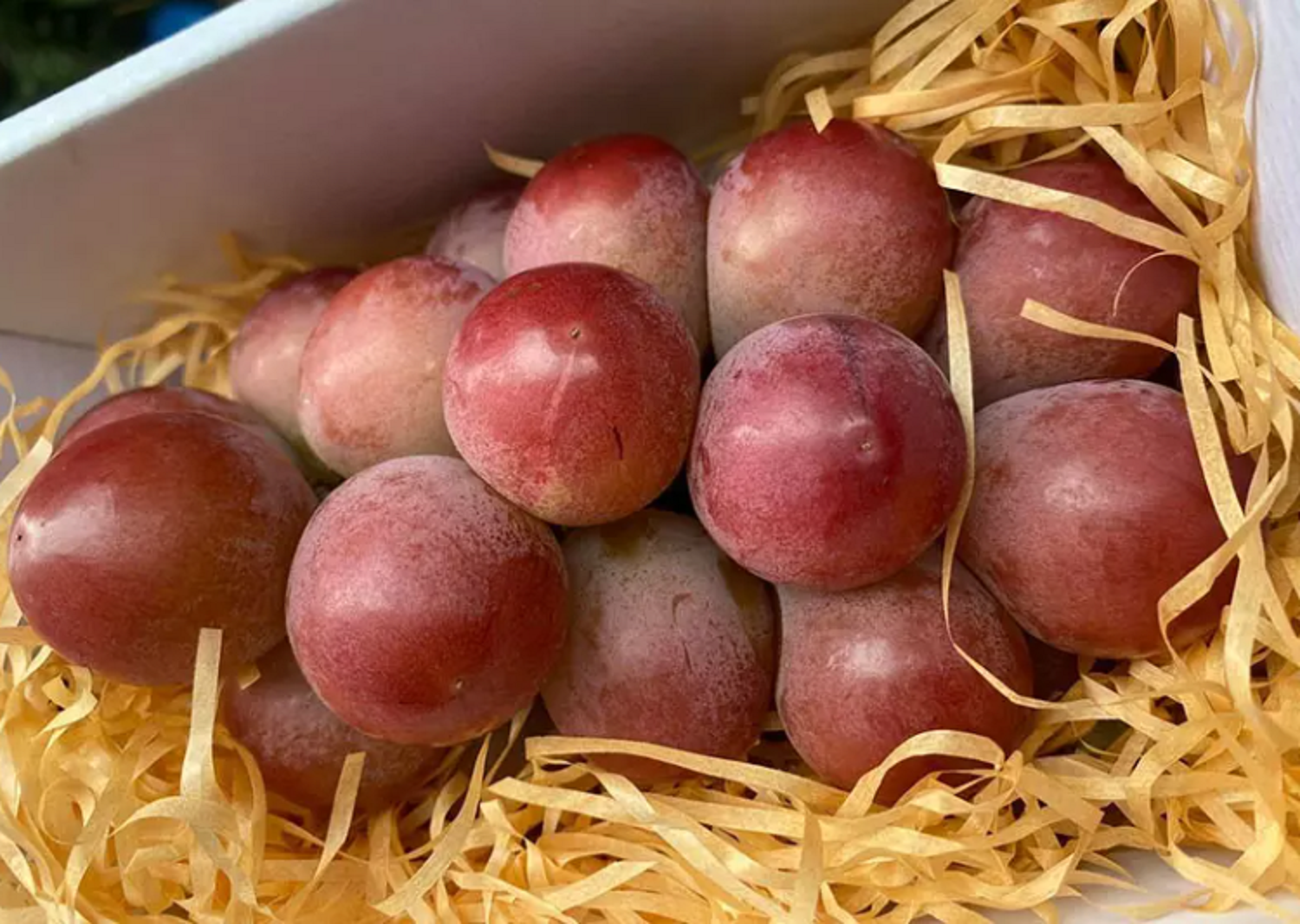 Giật mình nho Ruby Roman đắt nhất thế giới giờ chỉ 350.000/chùm, bán ...