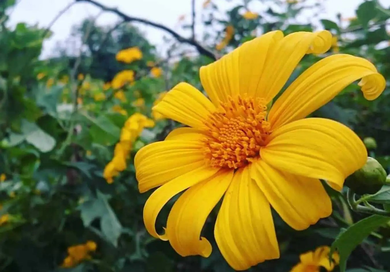 Những điểm ngắm hoa dã quỳ dọc đất nước