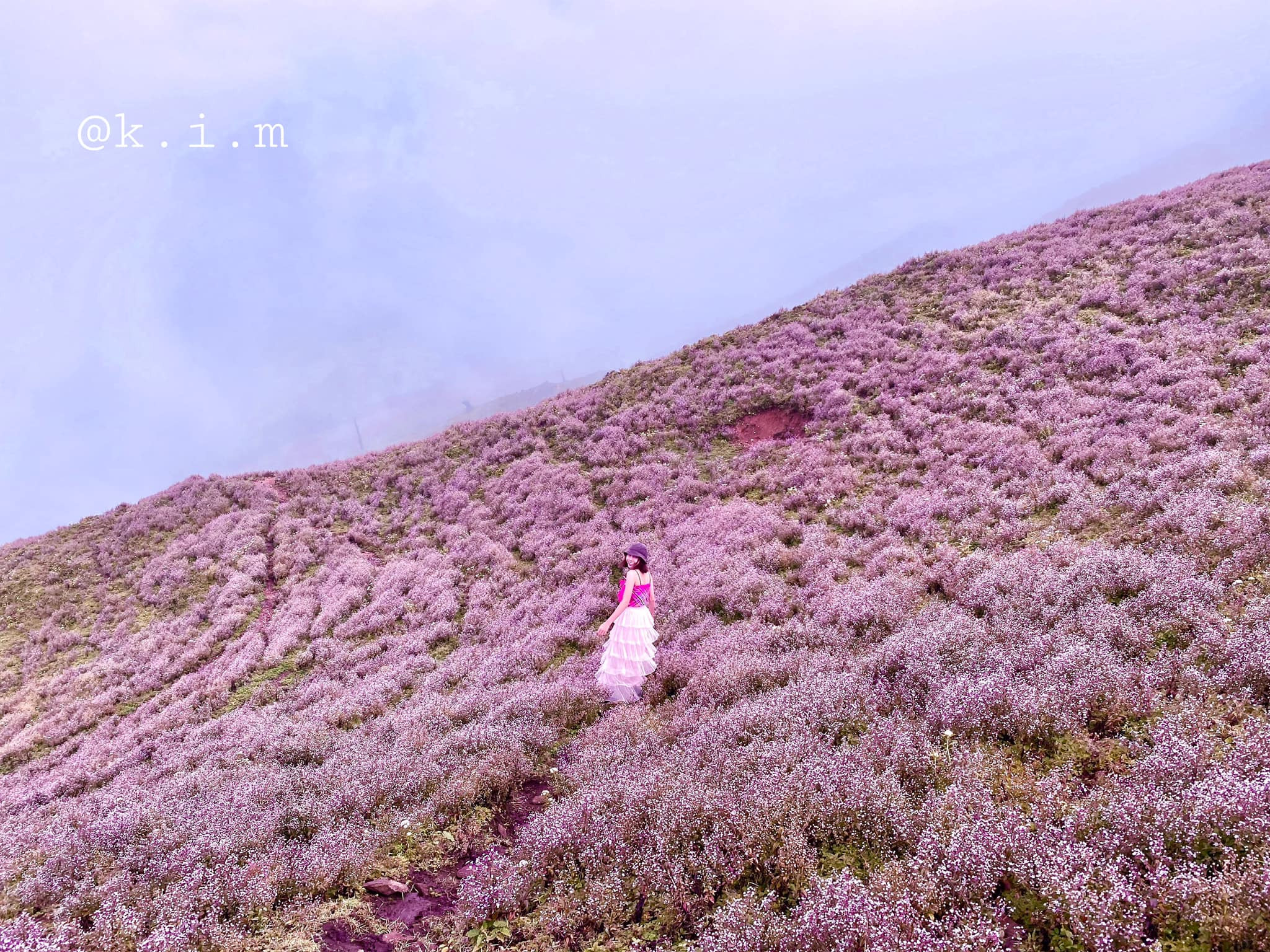 Cánh đồng hoa chi pâu tím lịm ngọt ngào như miền cổ tích ở ‘nóc nhà Yên ...