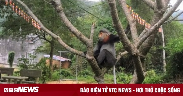 Phú Yên: 3 con voọc chà vá chân xám quý hiếm thường xuyên vào chùa 'xin ăn'