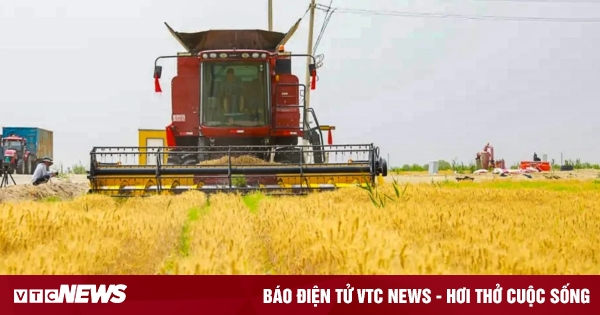Trung Quốc thu hoạch lúa mì ngay trên sa mạc