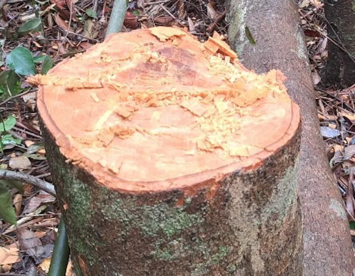 Khởi tố vụ phá rừng để làm đường dây điện 110kV ở Quảng Nam