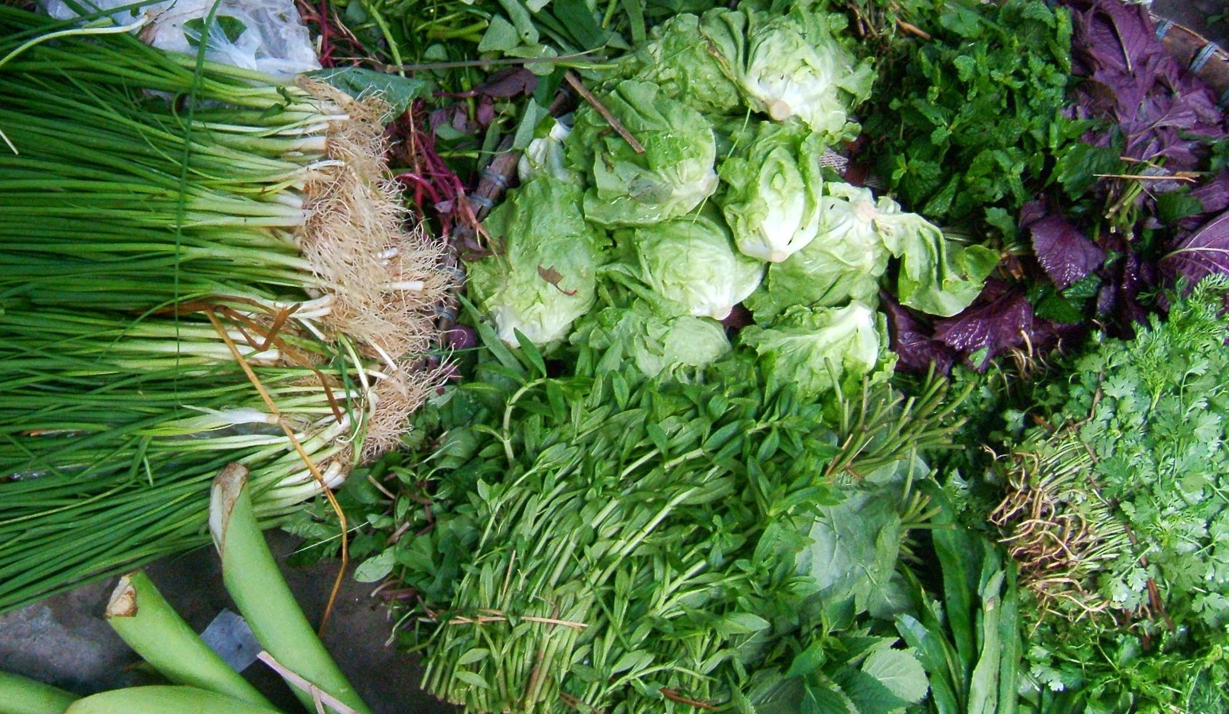 5 loại rau gia vị dễ trồng có tác dụng chữa bệnh