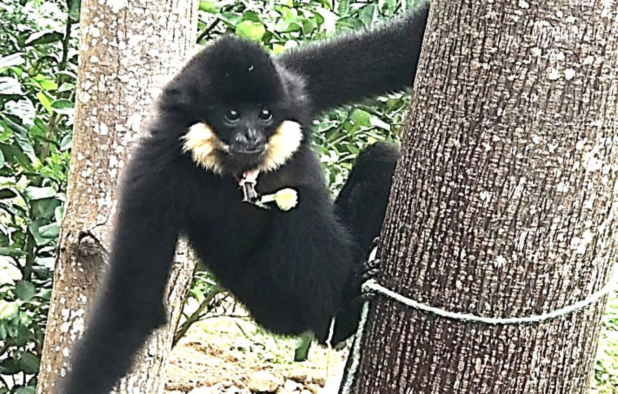 Vượn đen quý hiếm xuất hiện trong khu dân cư ở Đà Nẵng