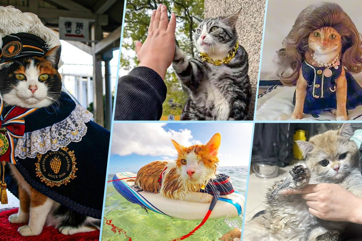 5 chú mèo thành 'idol mạng', có hàng triệu người hâm mộ khắp thế giới