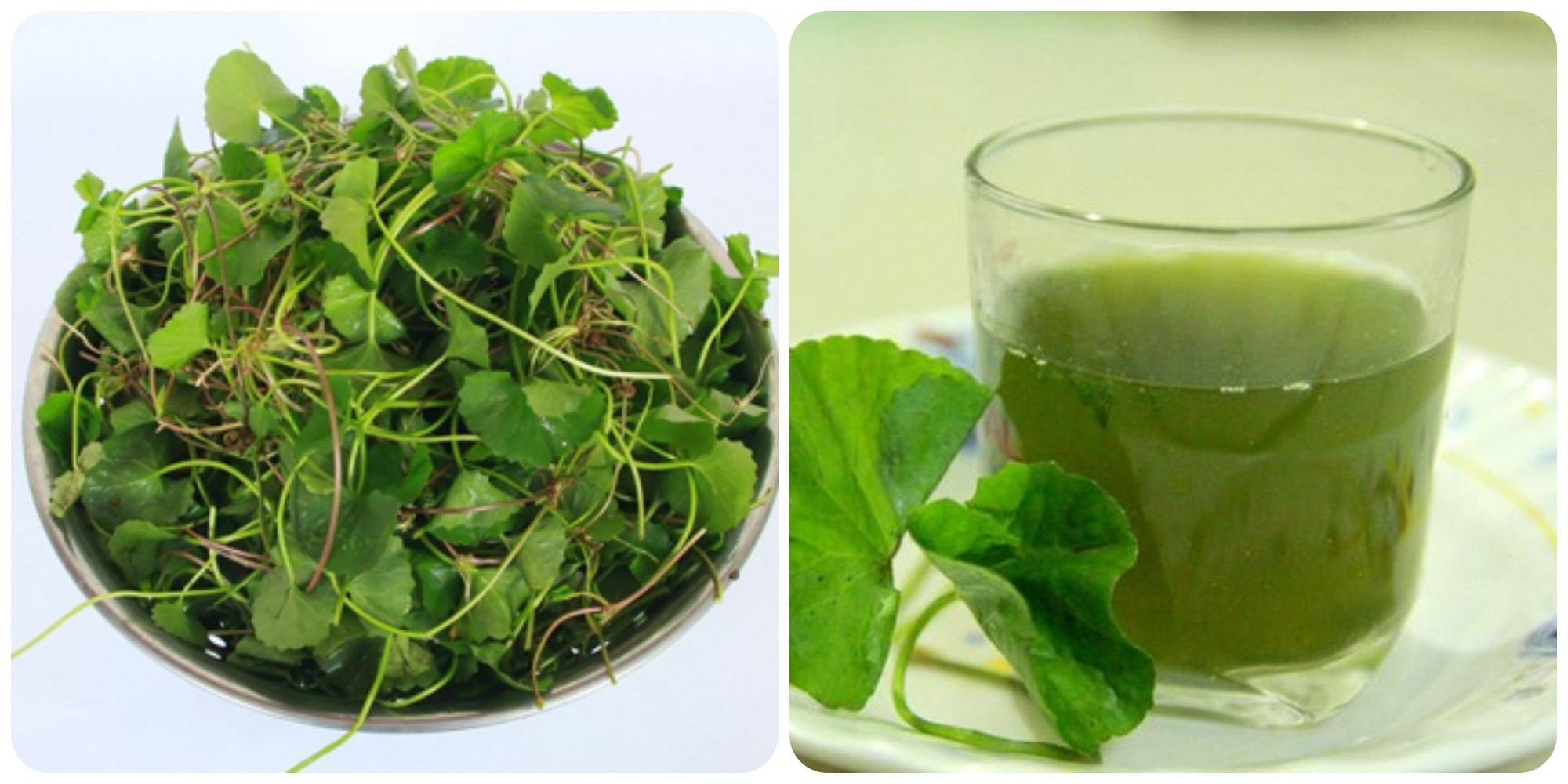 Uống nước rau má mỗi ngày có tốt không?