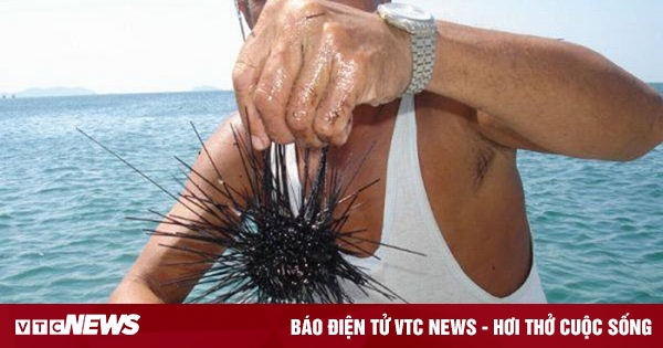 Mùa săn 'nhân sâm của biển'