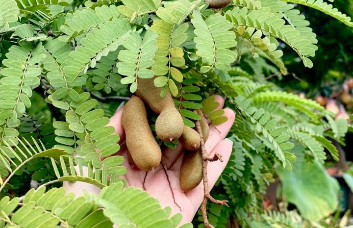 Có nên trồng cây me trước nhà?