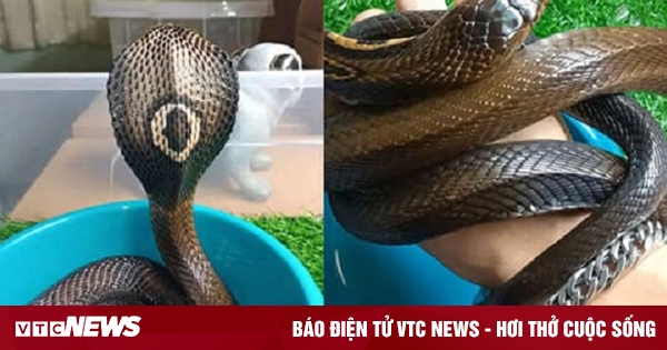 Nuôi rắn hổ mang làm thú cưng vì ‘hiền lành như lươn’, chàng trai trả ...