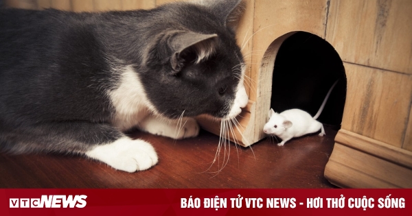 Loại bỏ nỗi ám ảnh về loài chuột bằng những cách này