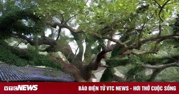 Loài cây độc nhất vô nhị trên thế giới, suýt bị tuyệt chủng ở Trung Quốc