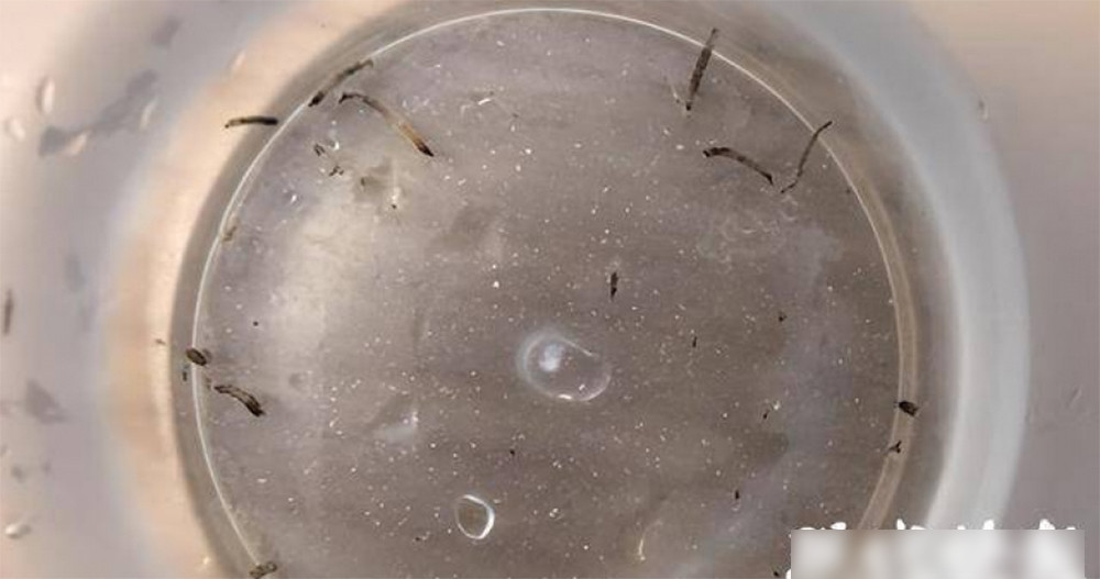 Bé gái nôn ra 'giun' sống suốt một tháng, nguyên nhân khiến chuyên gia ...