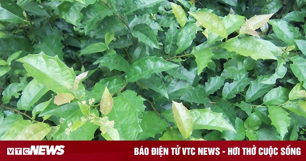 Cách uống xạ đen thanh lọc cơ thể