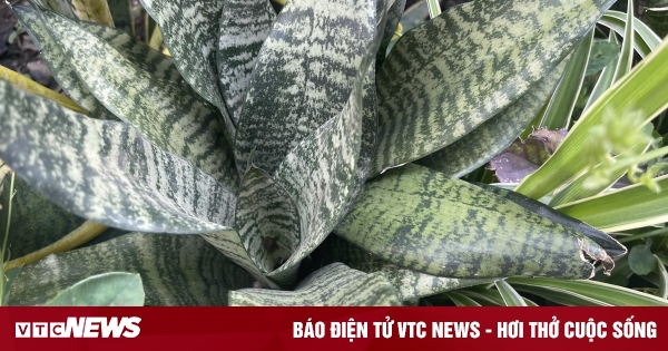 Có nên trồng cây lưỡi mèo trong nhà?