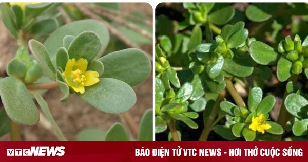 Cây rau sam có tác dụng gì?