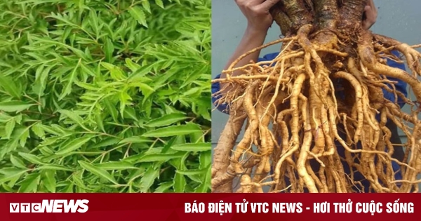 Đinh lăng trồng bao nhiêu năm thì thu hoạch?