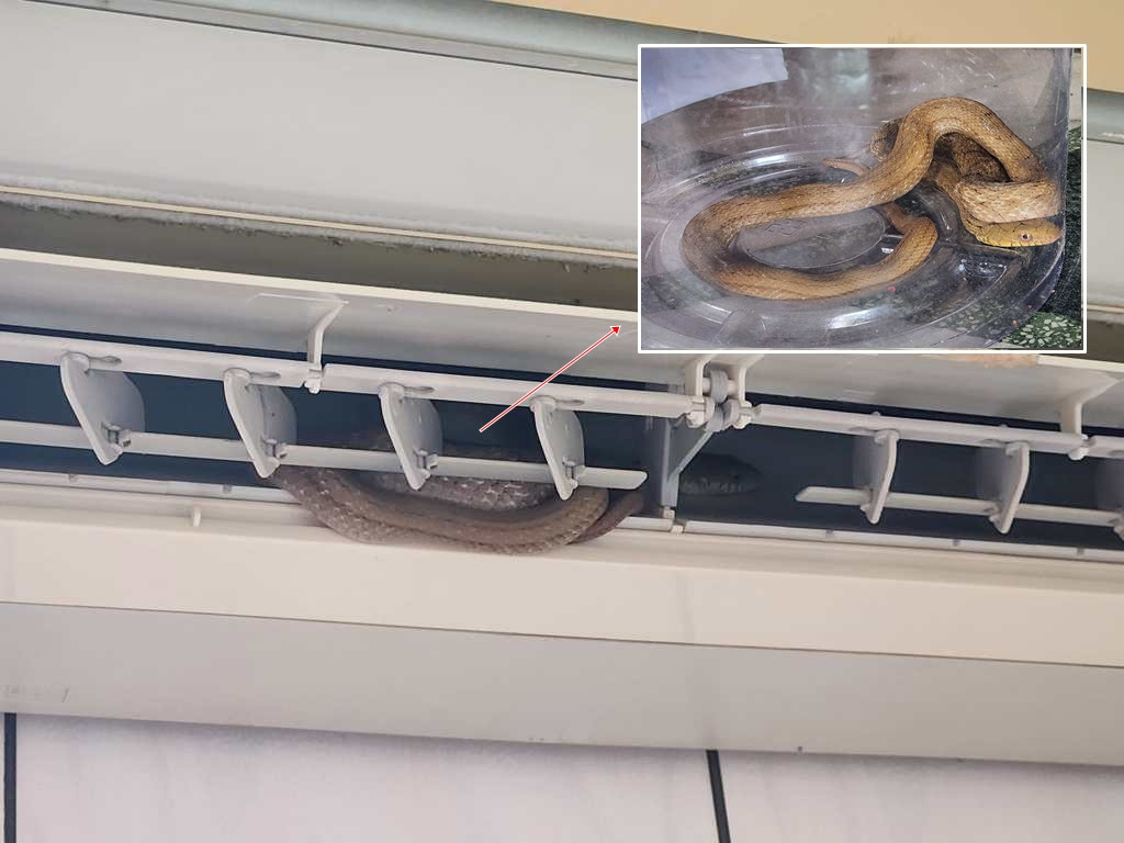 Vệ sinh điều hòa đón mùa nóng, cô gái hết hồn vì miếng giẻ hóa rắn hoang